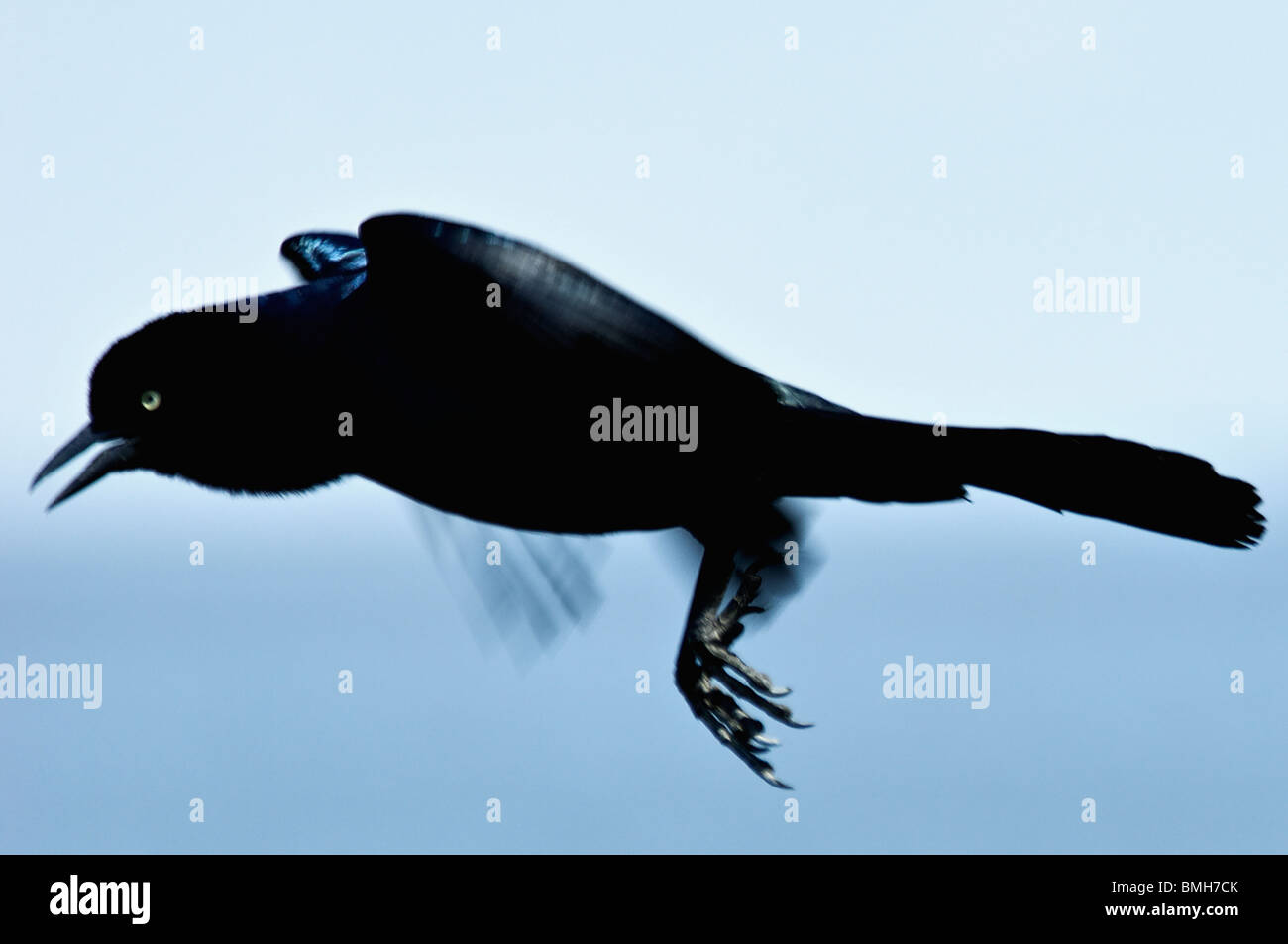Boat-tailed Grackle in Flight at Tybee Island Beach in Chatham County ...