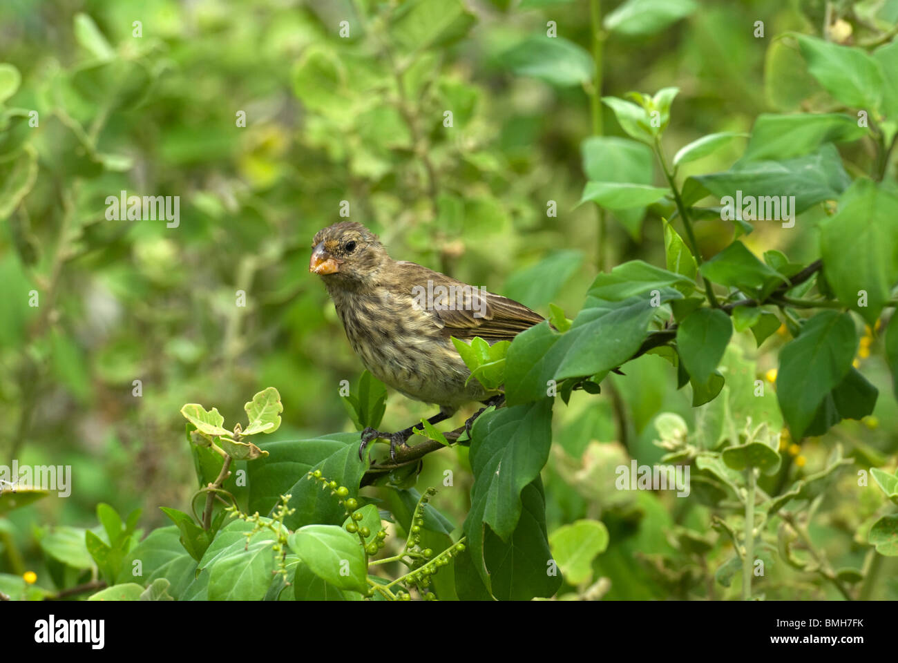 Medium Ground Finch (Geospiza fortis) female on tree branch Stock Photo ...