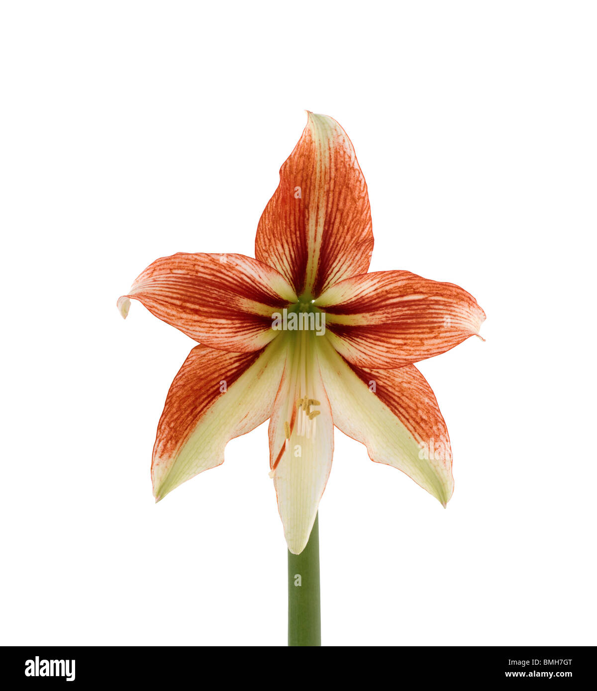 Hippeastrum bulbs hi-res stock photography and images - Alamy