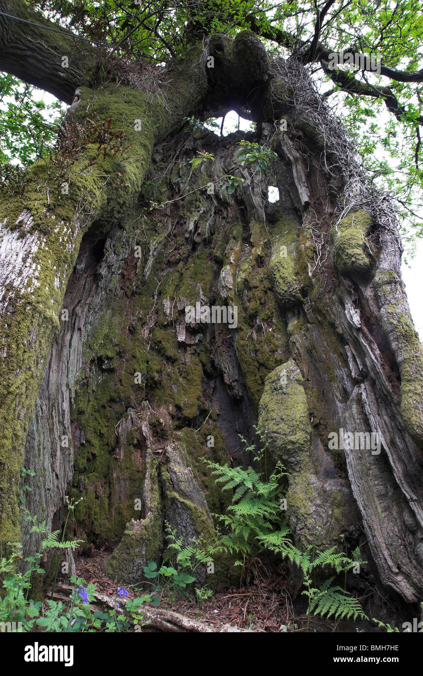 View inside Remedy oak tree. Dorset, UK May 2008 Ancient tree believed ...