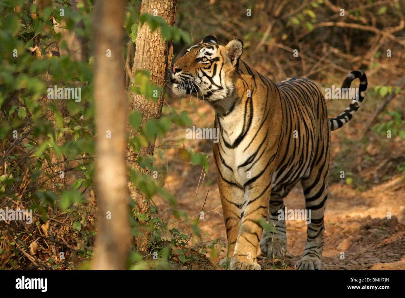 Tiger smelling hi-res stock photography and images - Alamy