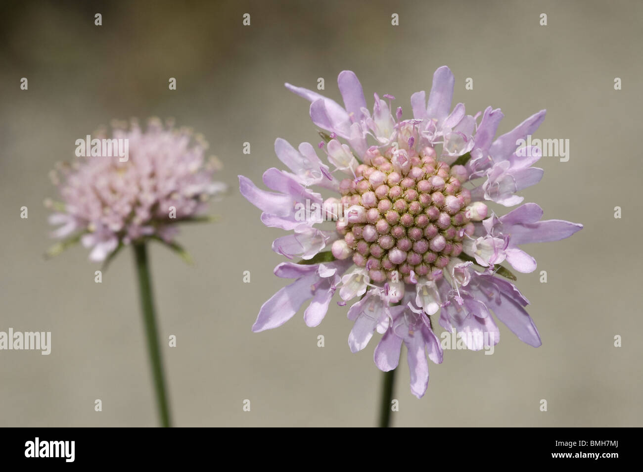 Scabiosa hi-res stock photography and images - Alamy