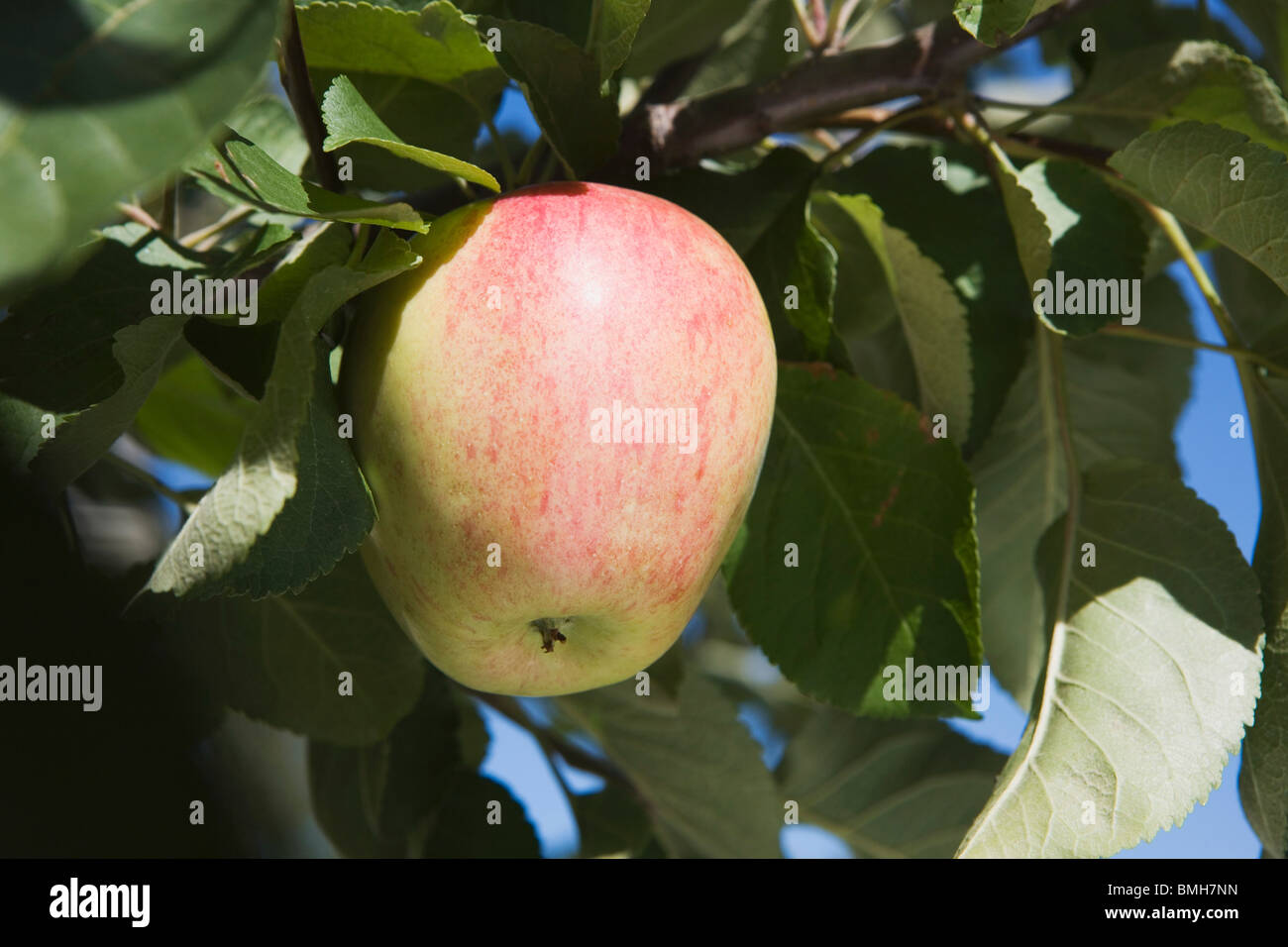 Apple On A Tree Stock Photo - Alamy