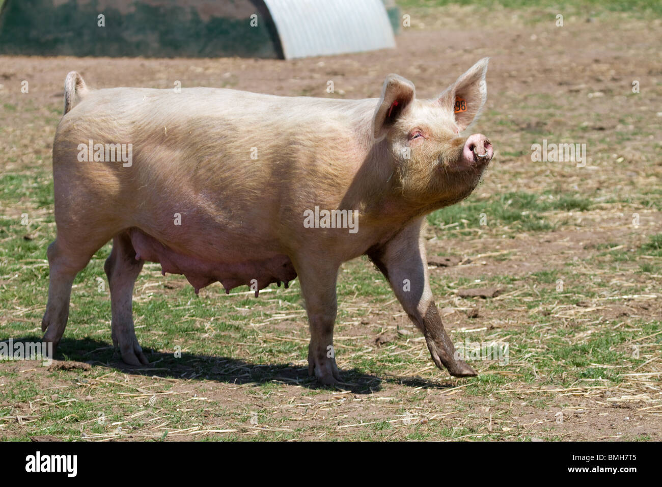 American landrace pig hi-res stock photography and images - Alamy