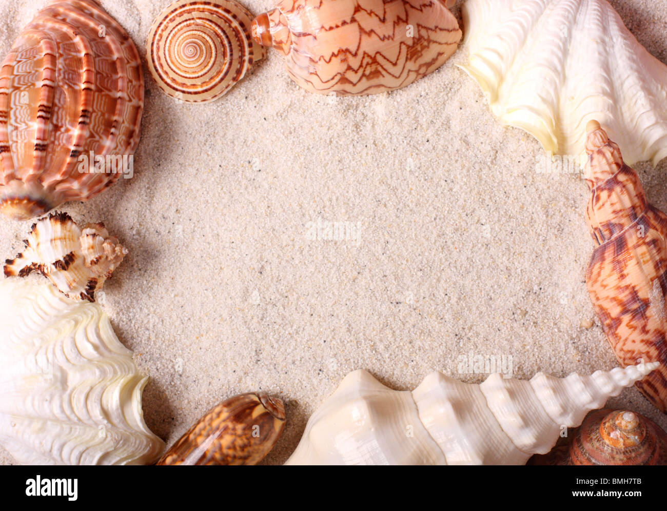 Collection seashells shell conch cockleshell hi-res stock photography ...