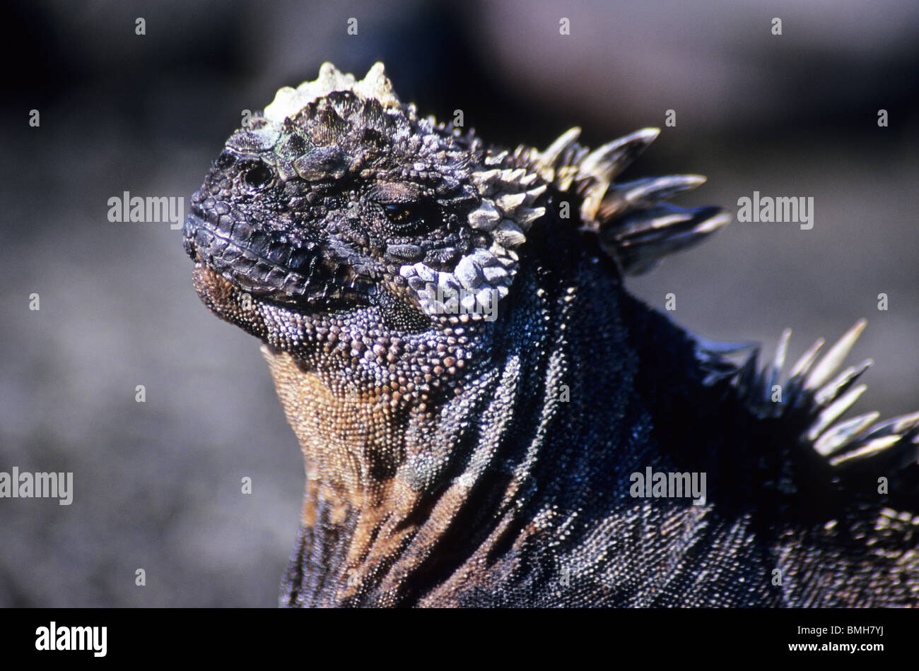 Marine Iguana. Amblyrhynchus Cristatus. Galapagos. Amazing marine life ...