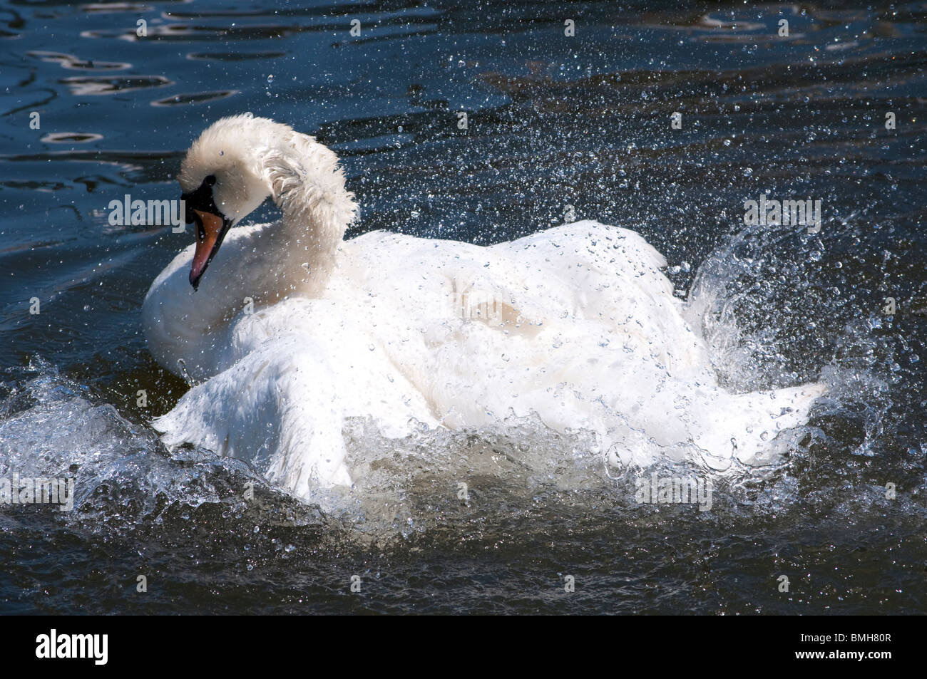 Bird washing hi-res stock photography and images - Alamy