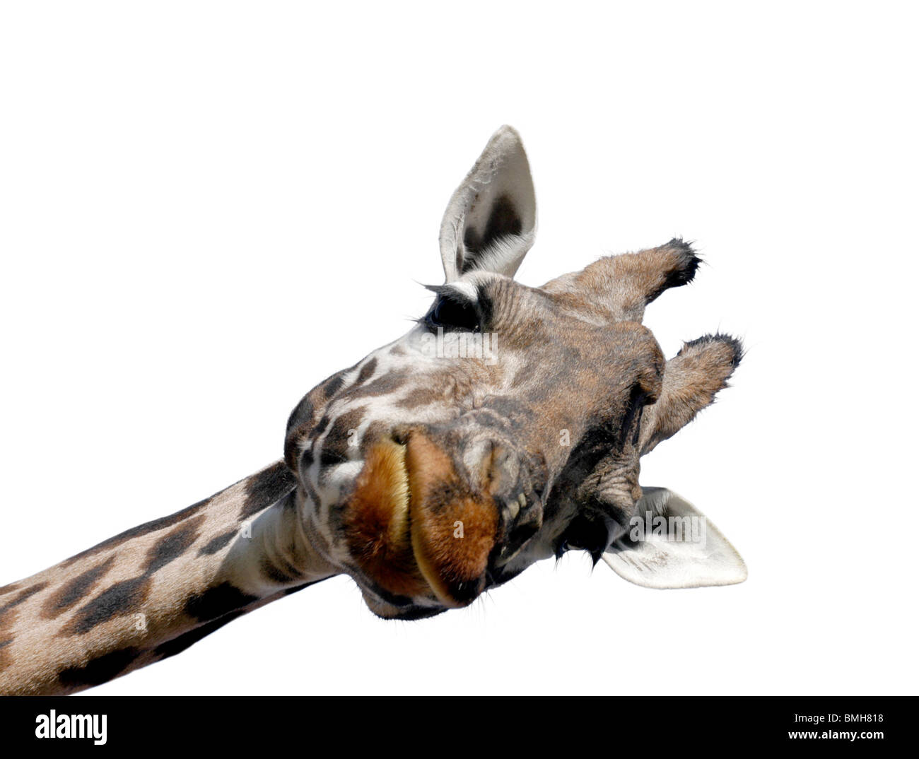 Giraffe head, Giraffa camelopardalis from below showing large lips ...