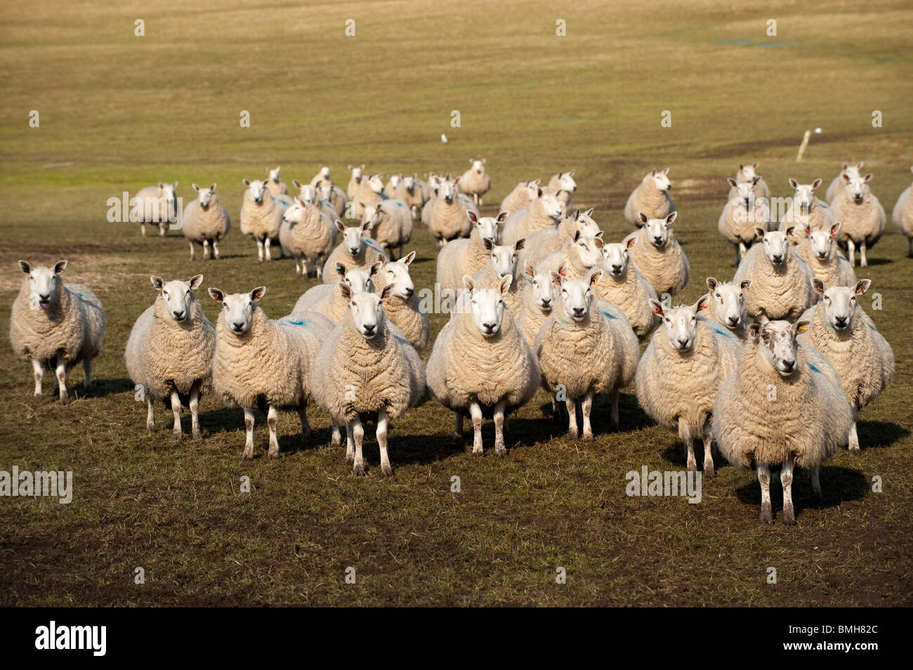 Cheviot mule hi-res stock photography and images - Alamy