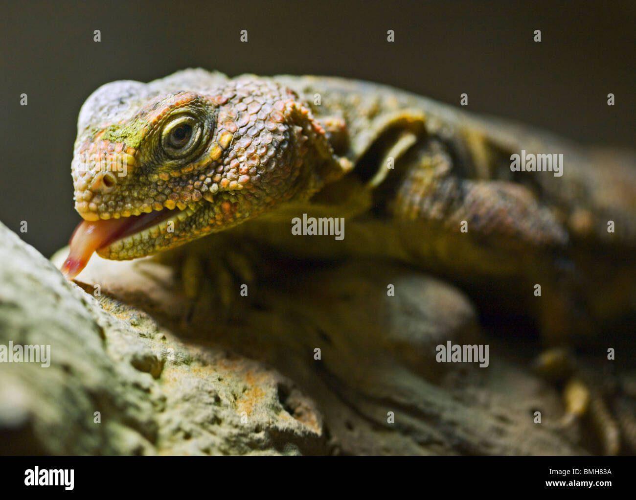 Saharan Spiny Lizard (uromastyx acanthinurus geyr Stock Photo - Alamy