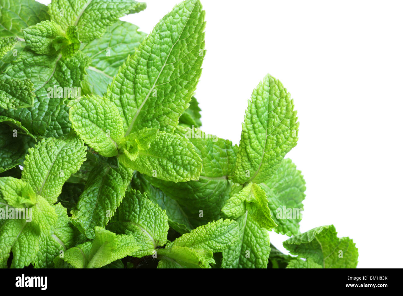 Border of mint isolated on white background Stock Photo - Alamy