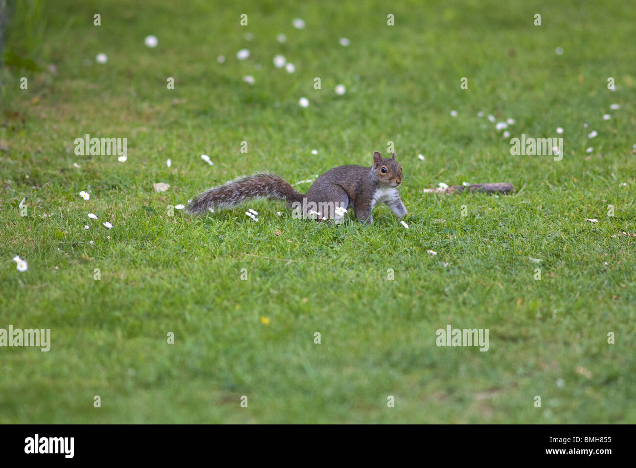 Grey squirrel pest hi-res stock photography and images - Alamy