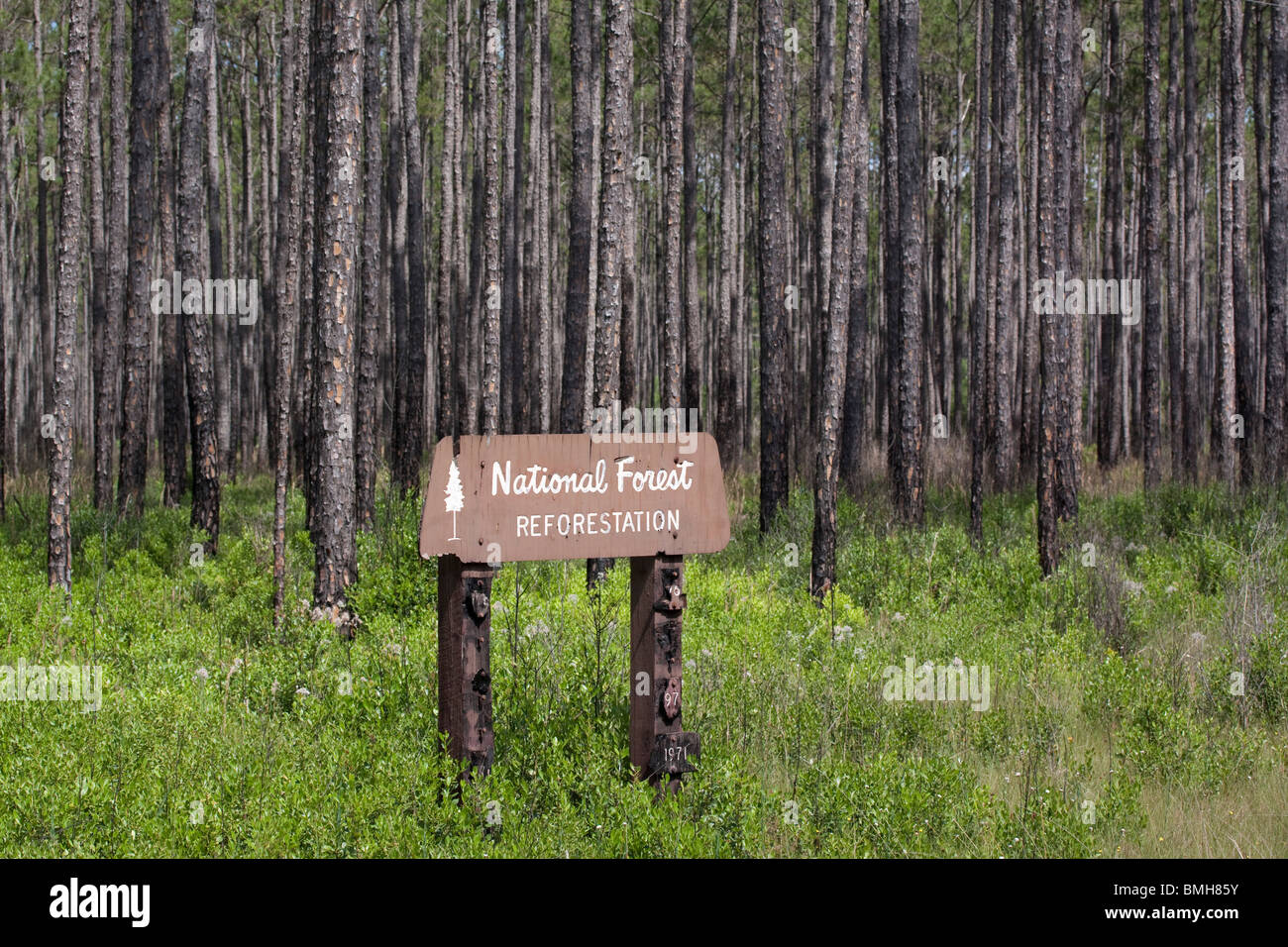 Dwarf Palmetto Sabal minor in Longleaf Pine forest, Pinus palustris ...