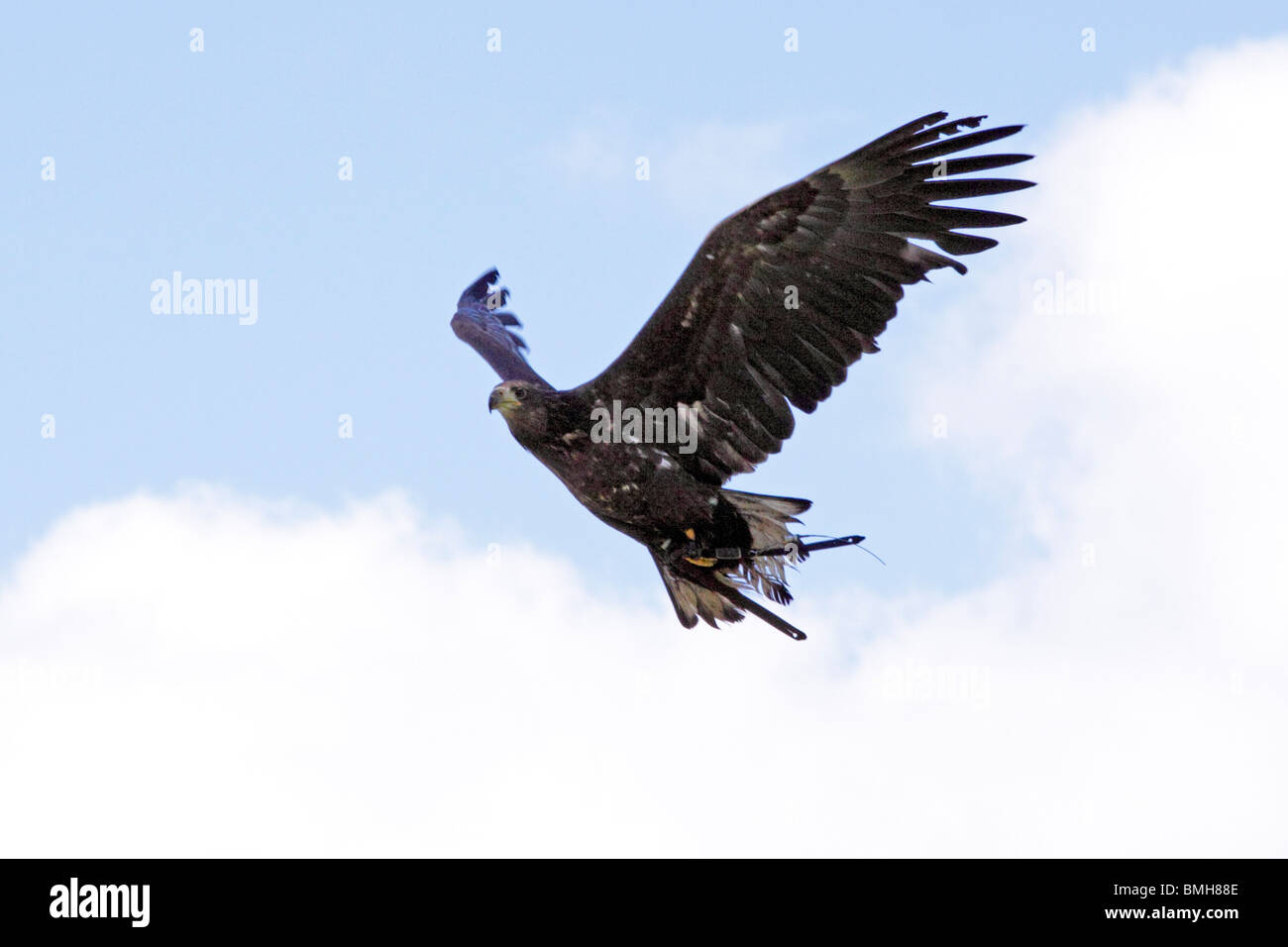 golden eagle at flight Stock Photo - Alamy