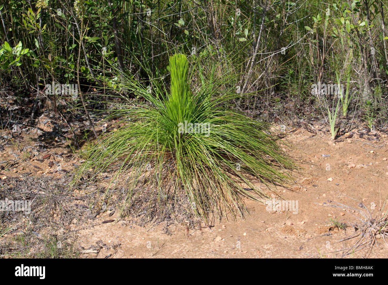 Longleaf Pine Seedling Pinus palustris Alabama USA Stock Photo - Alamy