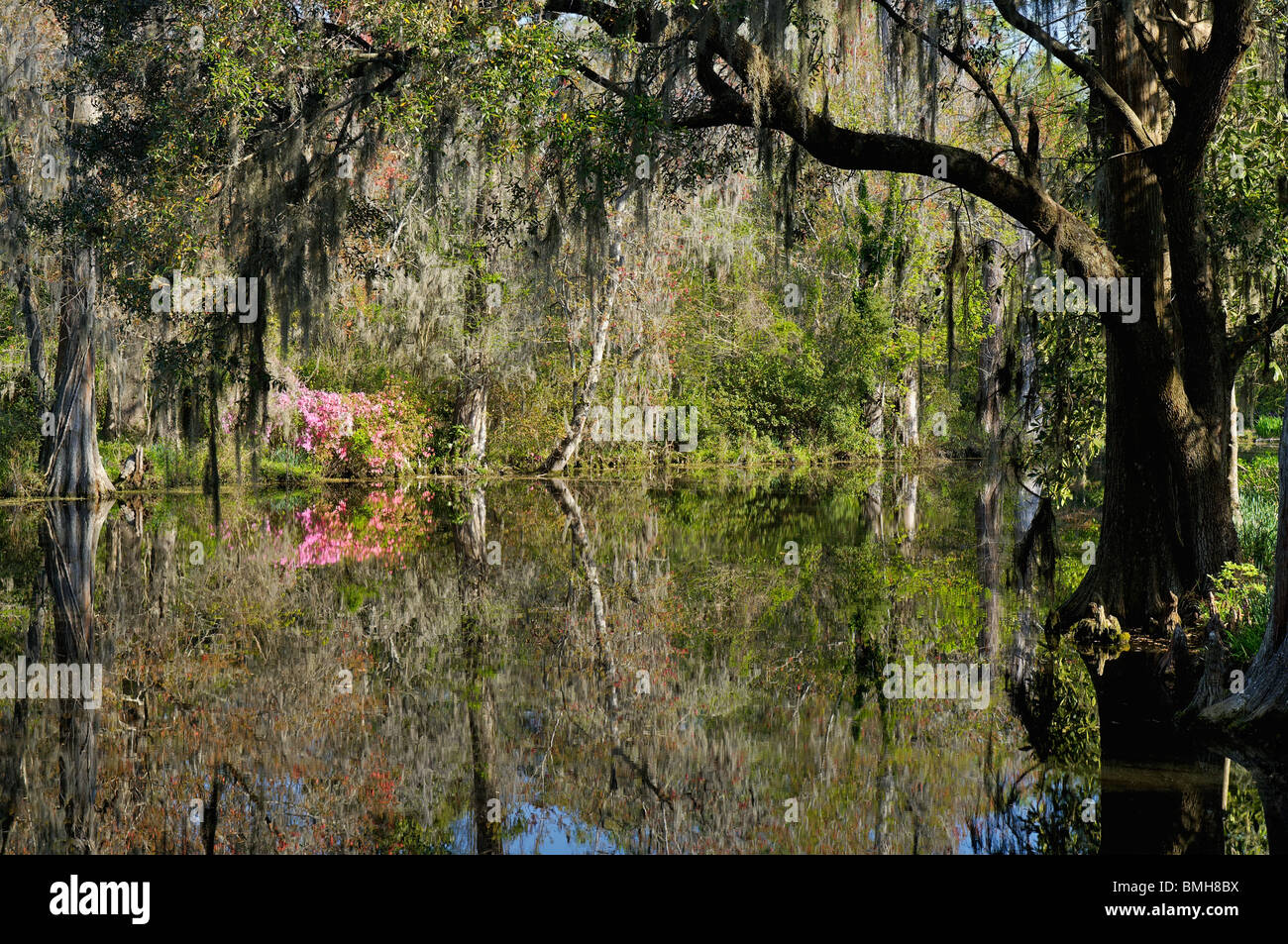 Live oaks south carolina usa hi-res stock photography and images - Alamy