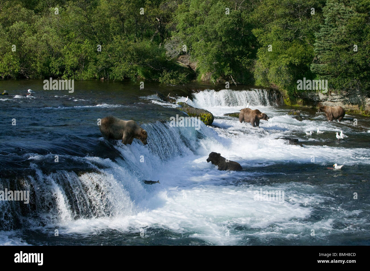 Brown bears, Brooks Falls, Katmai National Park, Alaska Stock Photo - Alamy