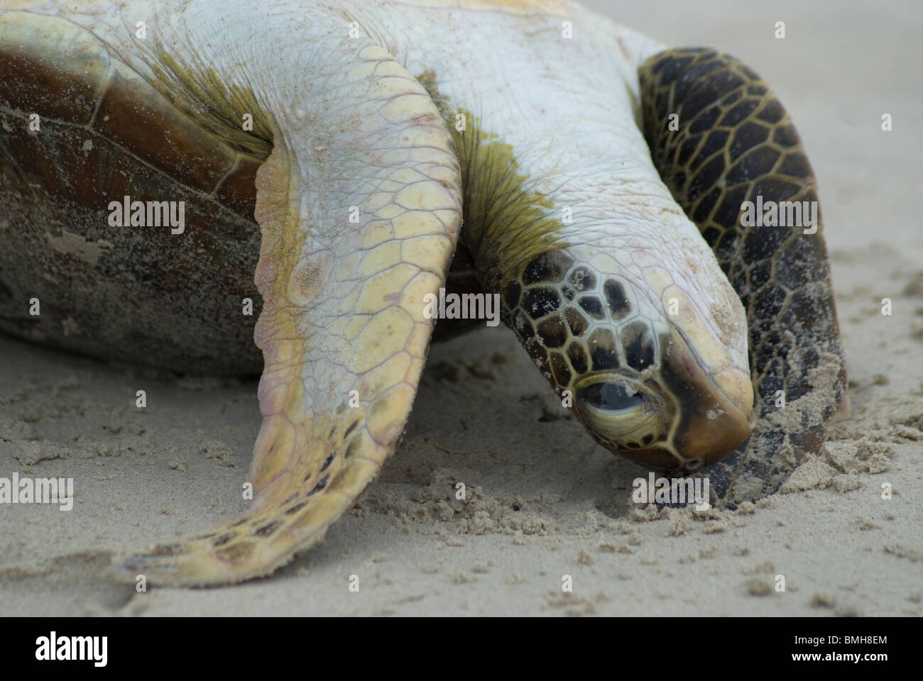 Baby Turtle Dead High Resolution Stock Photography and Images - Alamy