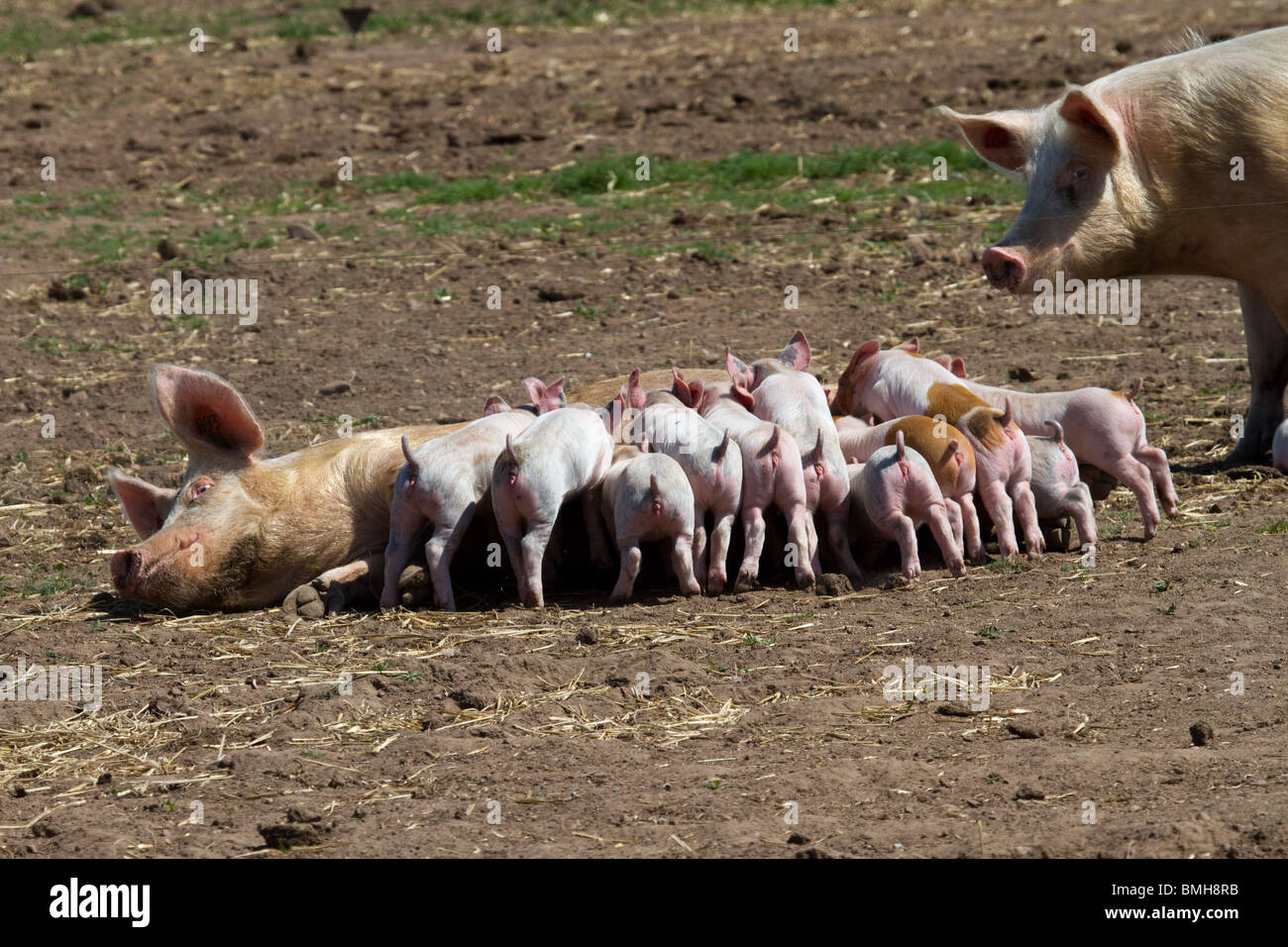Breeding Sows High Resolution Stock Photography and Images - Alamy