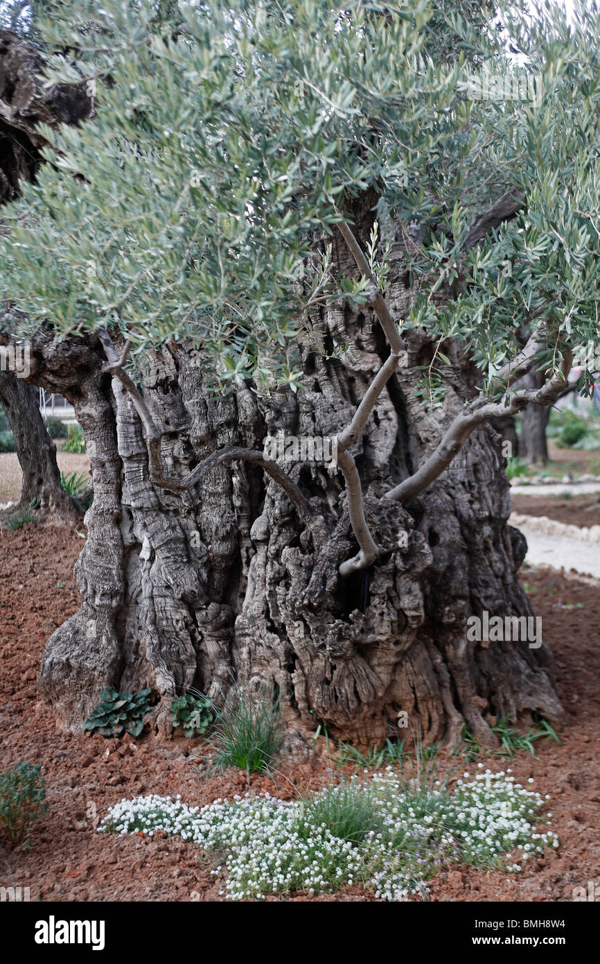 Olive trees hi-res stock photography and images - Alamy