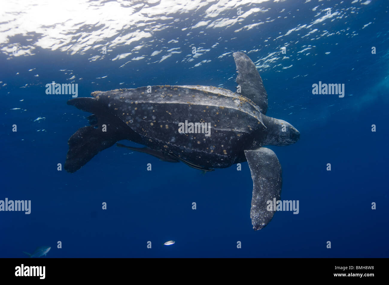 Leatherback Sea Turtle Swimming