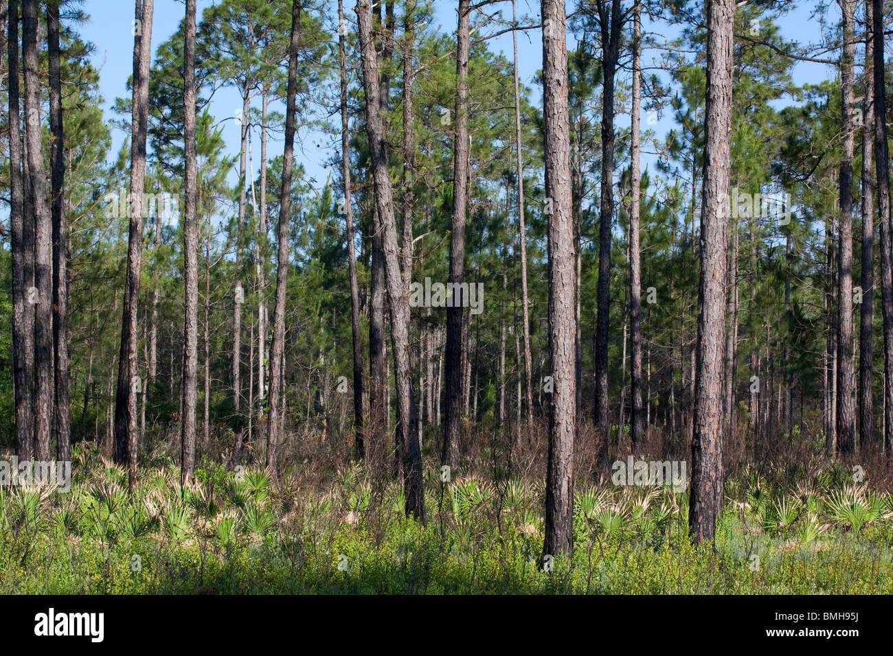 Dwarf Palmetto Sabal minor in Longleaf Pine forest, Pinus palustris ...