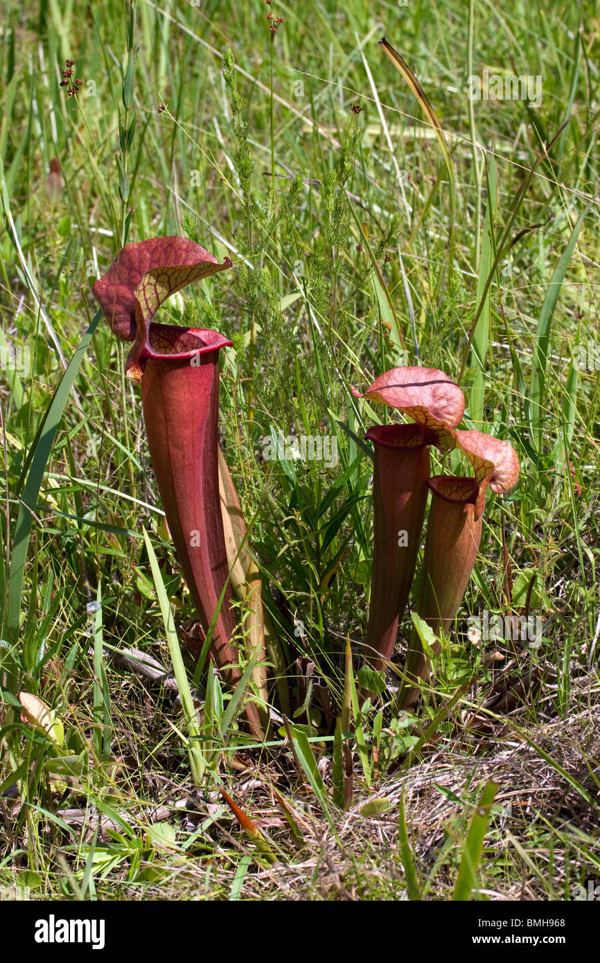 Carnivorous Plant Pitcher Plant natural hybrid Sarracenia x naczii ...