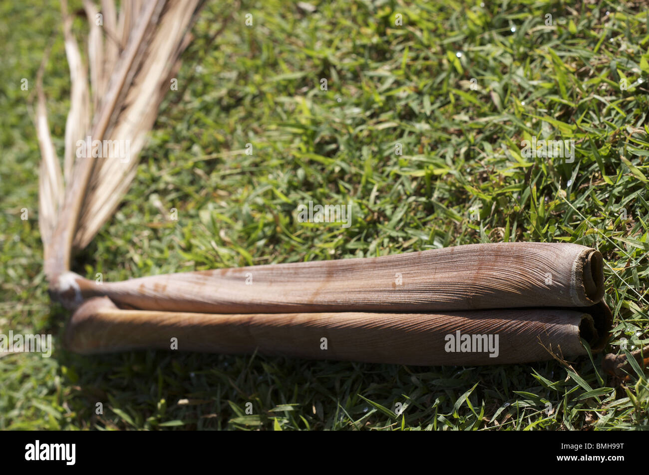 Fallen coconut tree hi-res stock photography and images - Alamy