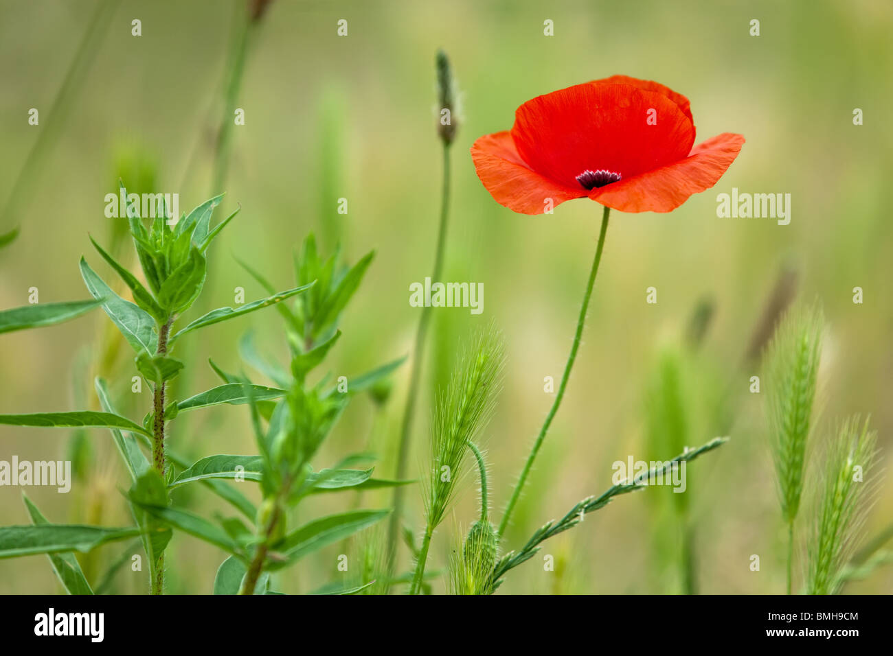 single poppy in fresh spring meadow Stock Photo - Alamy