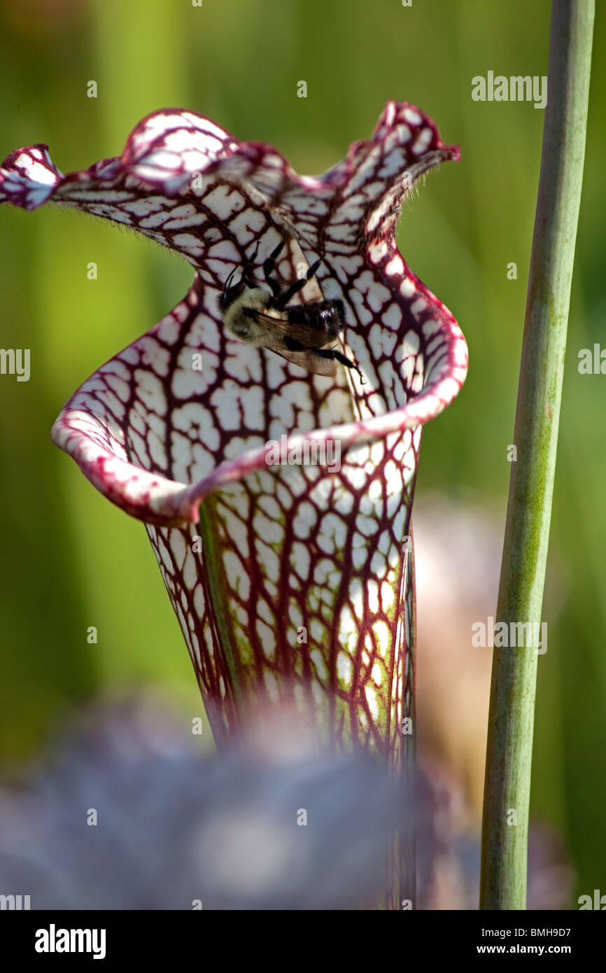 Carnivorous White-topped Pitcher Plant Sarracenia leucophylla with ...
