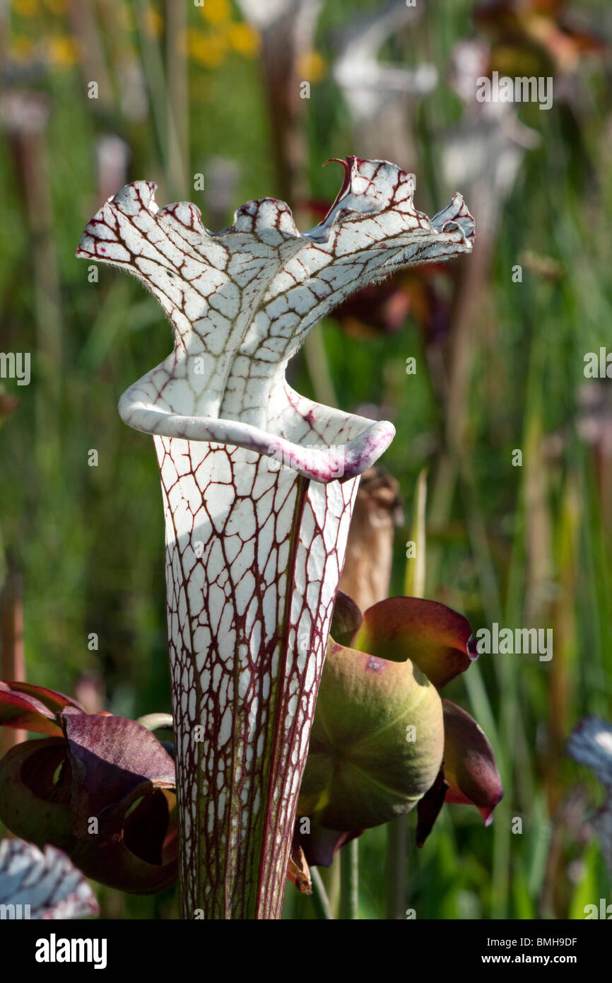 Carnivorous White-topped Pitcher Plant Sarracenia leucophylla Seepage ...