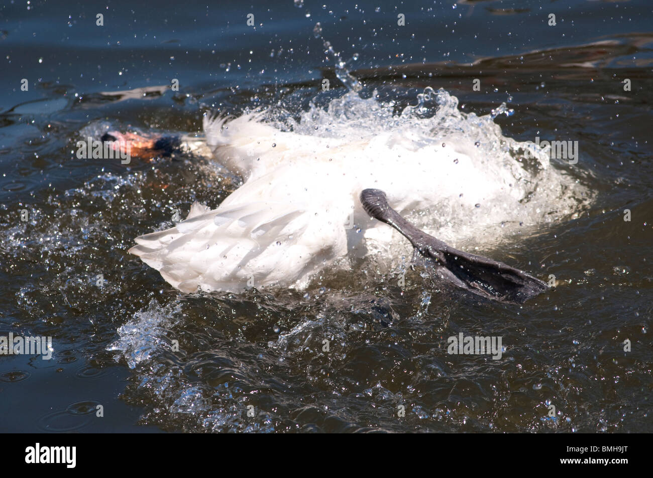 Bird washing hi-res stock photography and images - Alamy