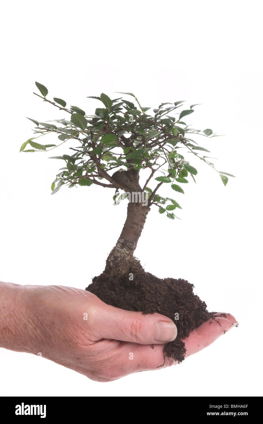 Hand holding bonsai tree Stock Photo - Alamy