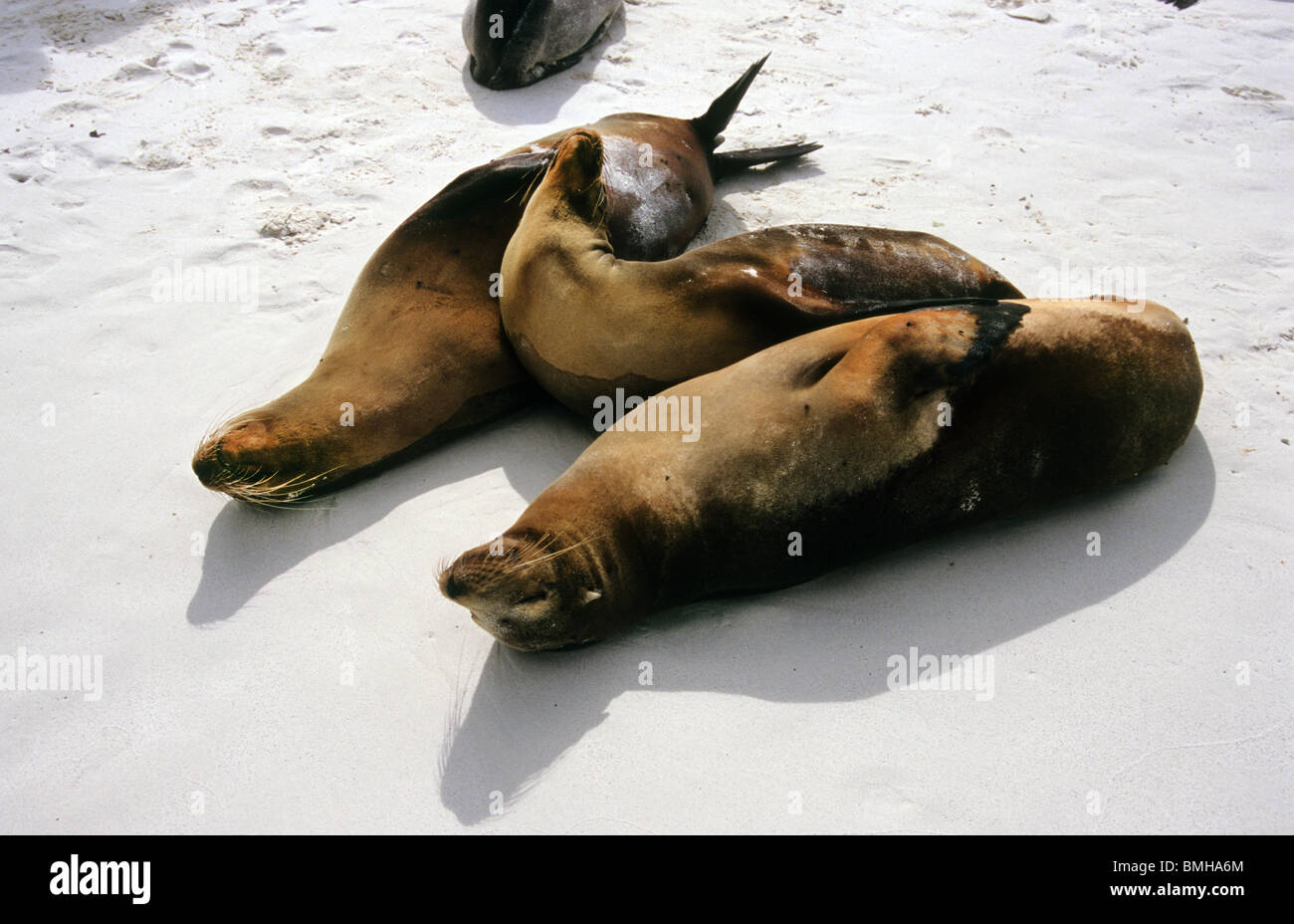 Approachable wild marine life in the galapagos hi-res stock photography ...