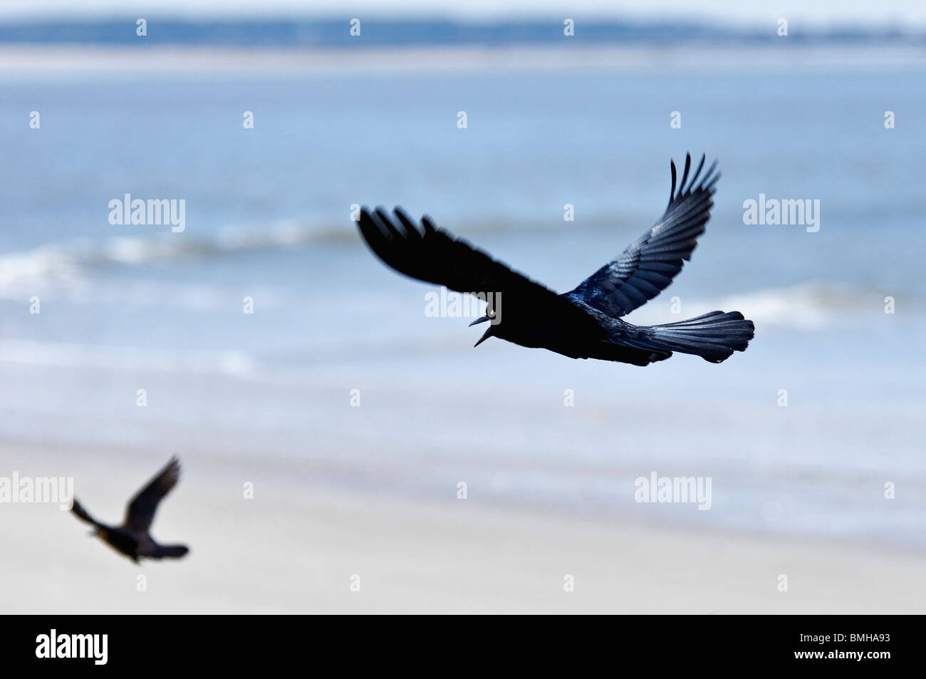 Boat-tailed Grackle Male Flying at Tybee Island Beach in Chatham County ...