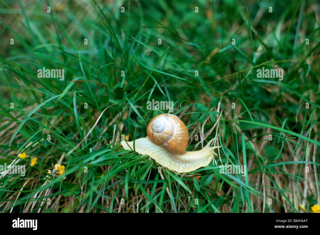 Snail moving slowly over blades of green grass with house on its back ...