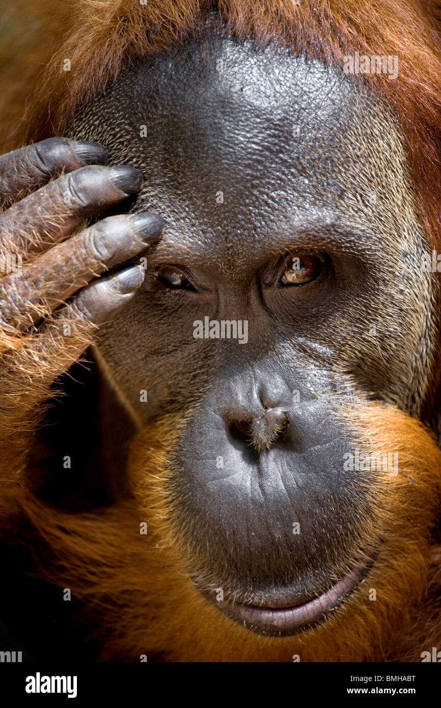 Male orangutans hi-res stock photography and images - Alamy