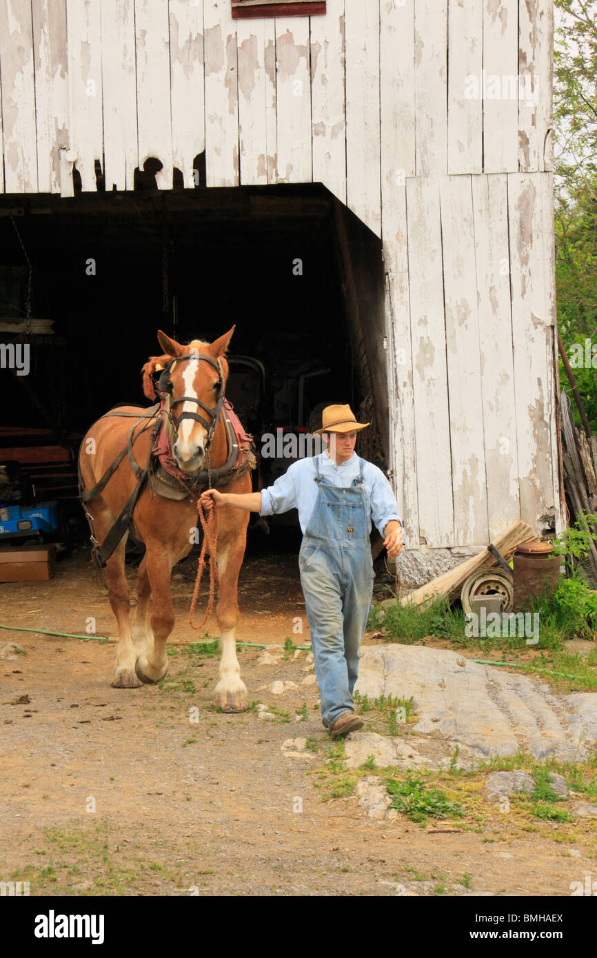Man leading percheron with bells at Charlie Lindsay Farm, Greencastle ...