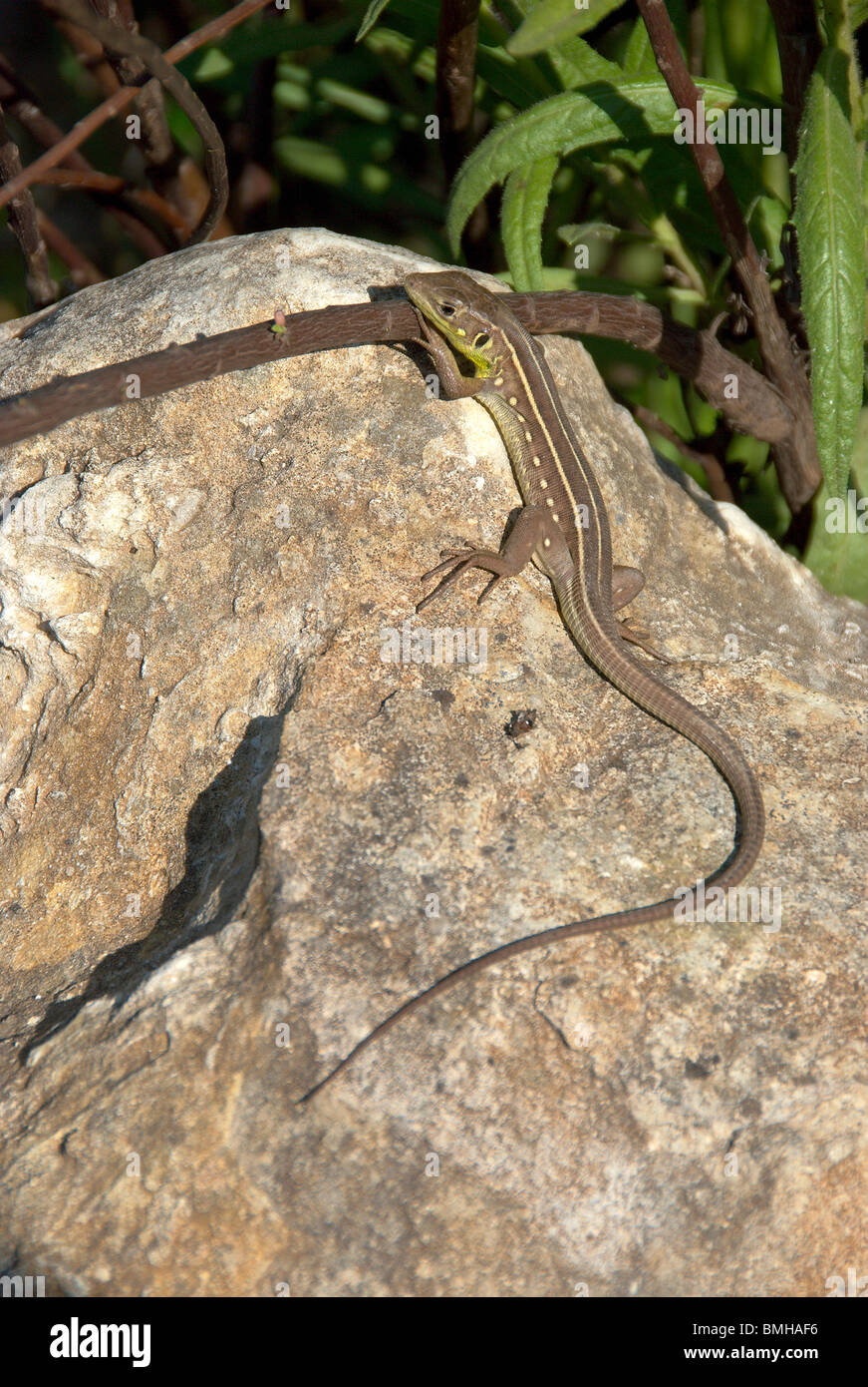 Lizard sunbathing on limestone rock Stock Photo - Alamy