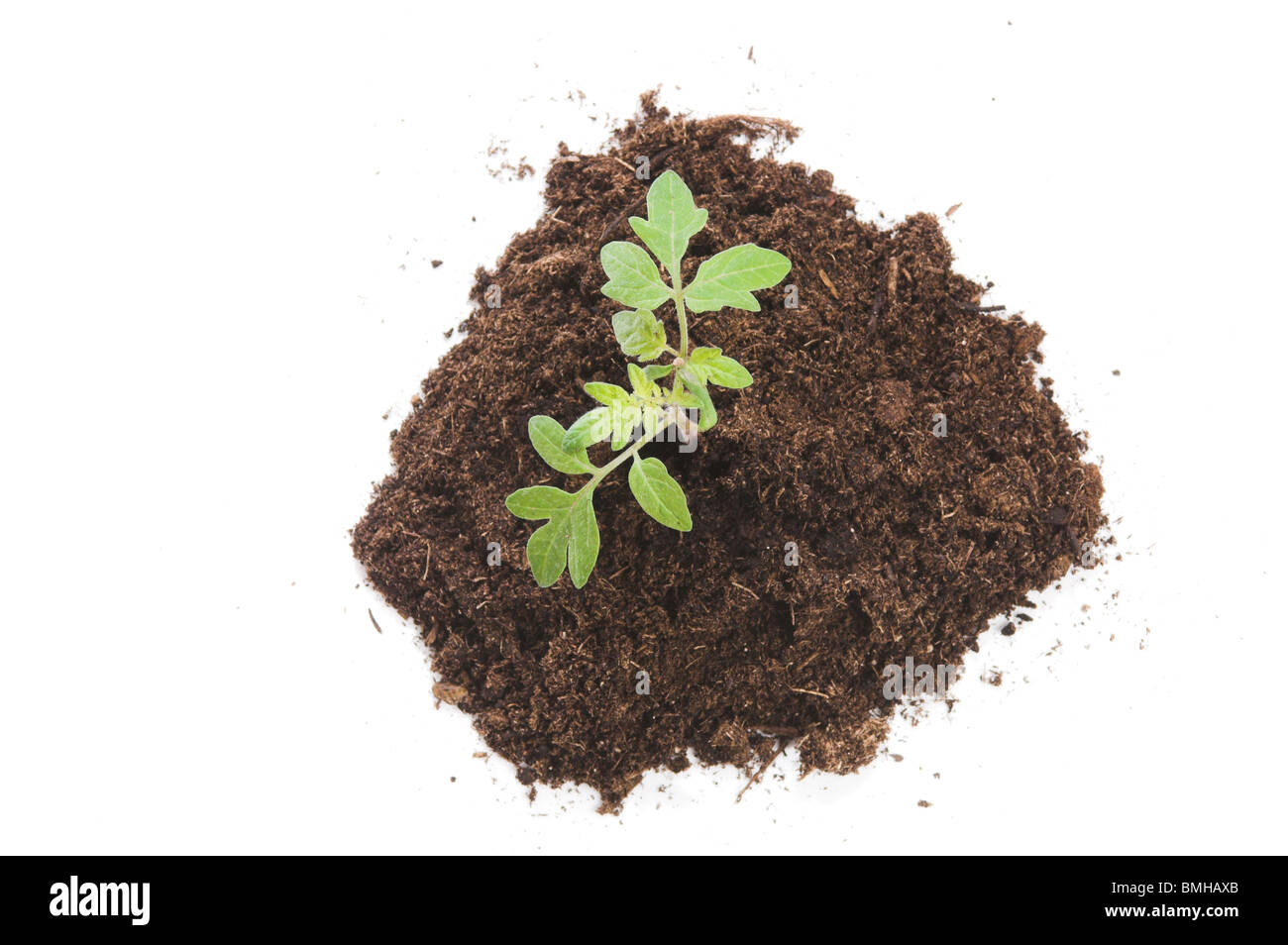 Seedling in soil Stock Photo - Alamy