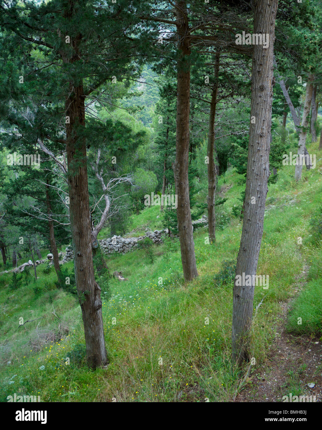 Croatia, Split, Dalmatian Riviera - Hvar Island - pine trees on the ...