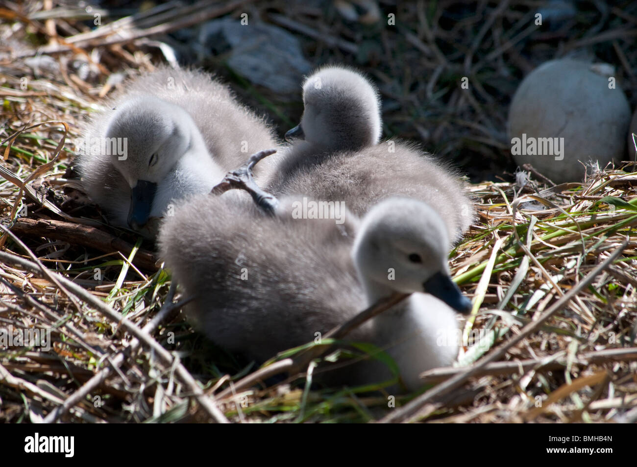 Three Mute Swan cygnets ( Cygnus Olor Stock Photo - Alamy