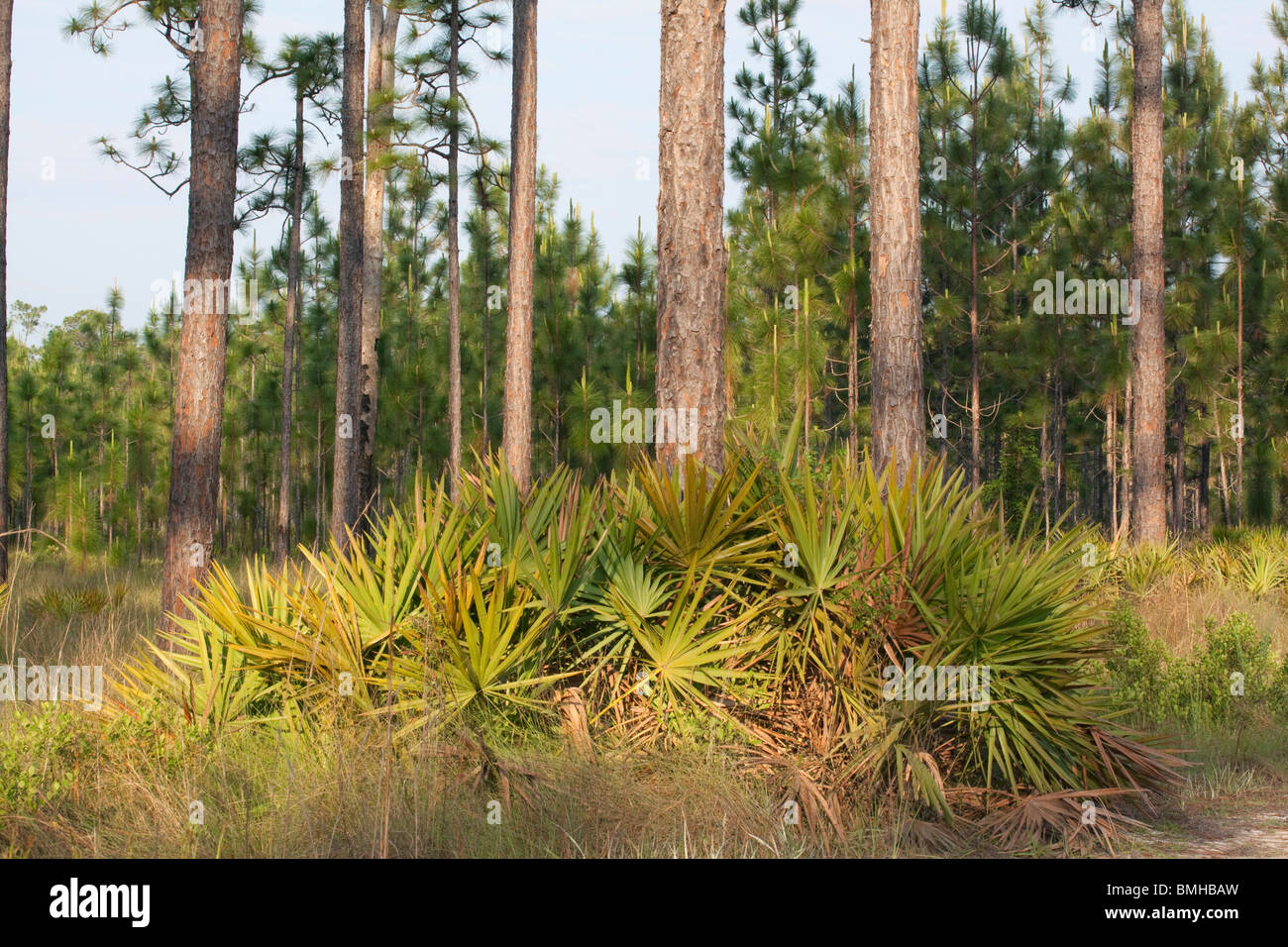 Palmetto Scrub Forest and Longleaf Pines Florida Panhandle Florida USA ...