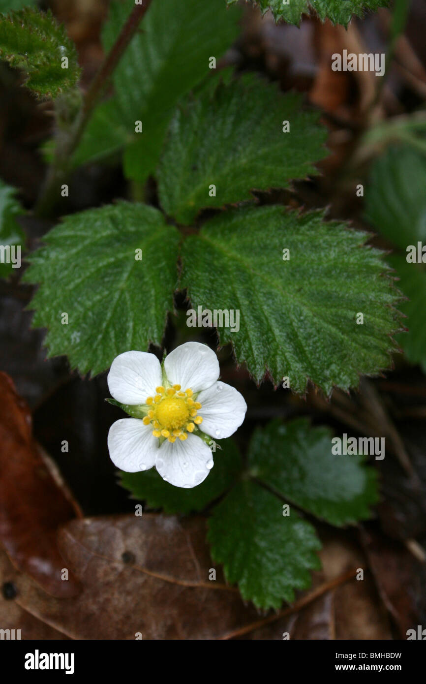 Fragaria species hi-res stock photography and images - Alamy