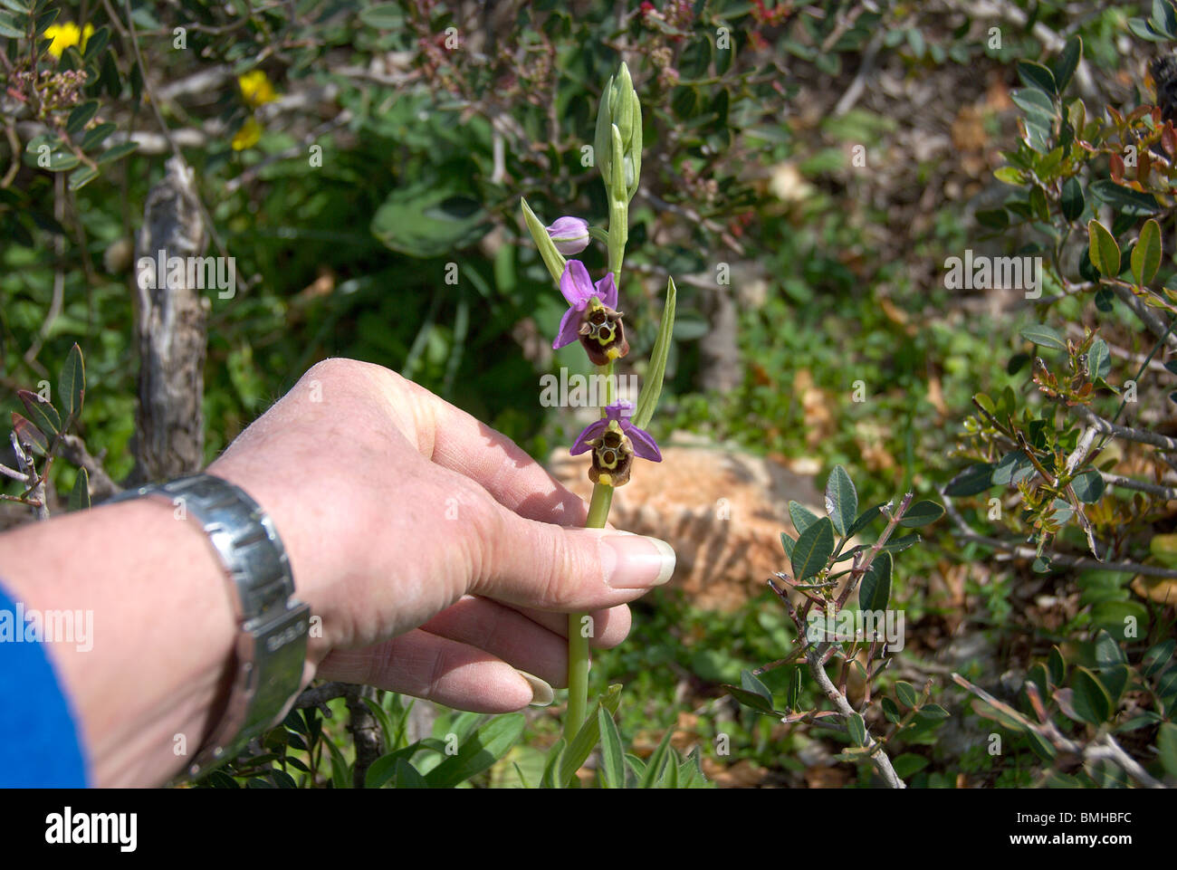 Hand holding stem of wild orchid, Crete Greece Stock Photo - Alamy