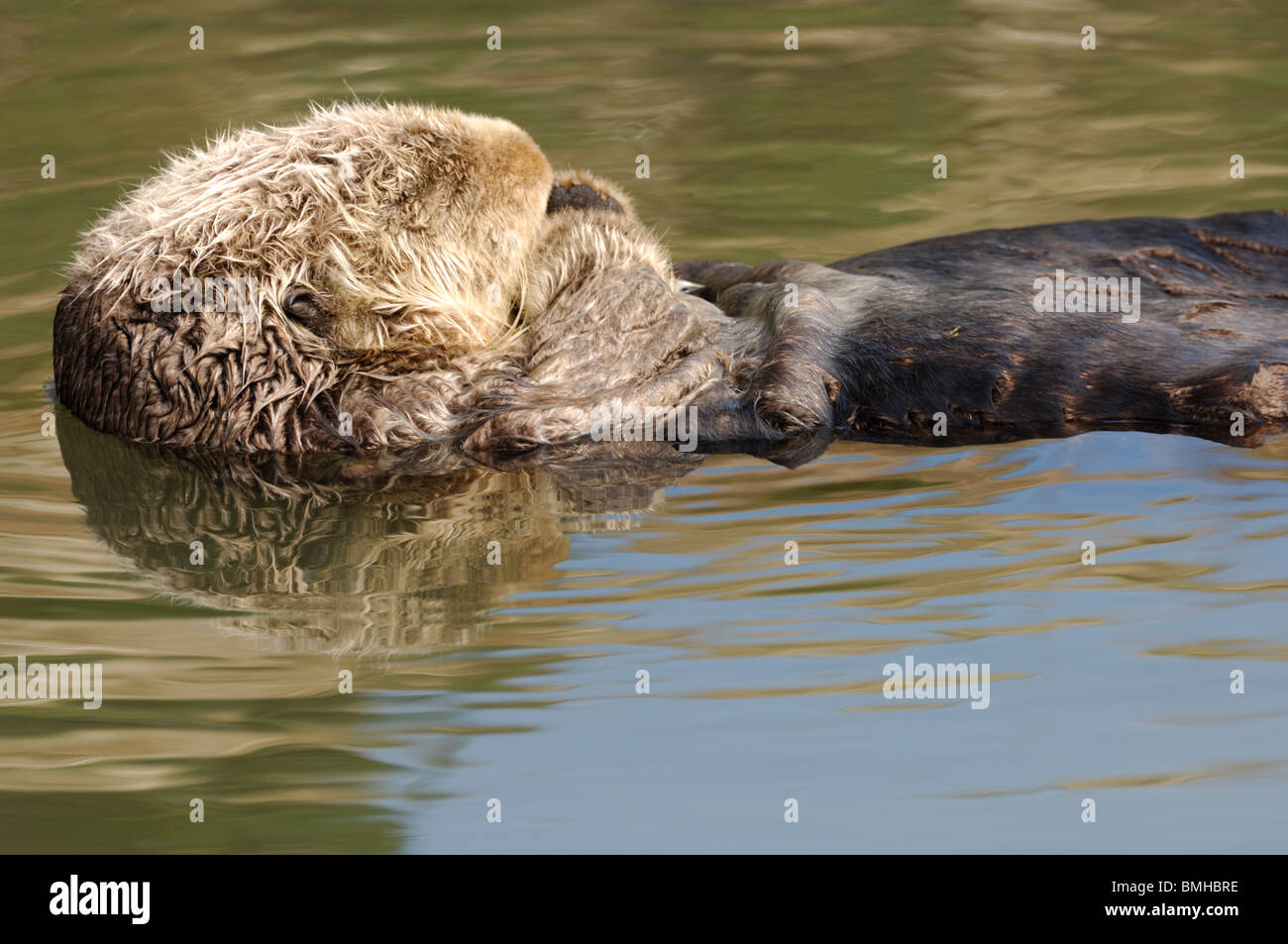 Stock photo of a California sea otter floating on his back, Moss ...