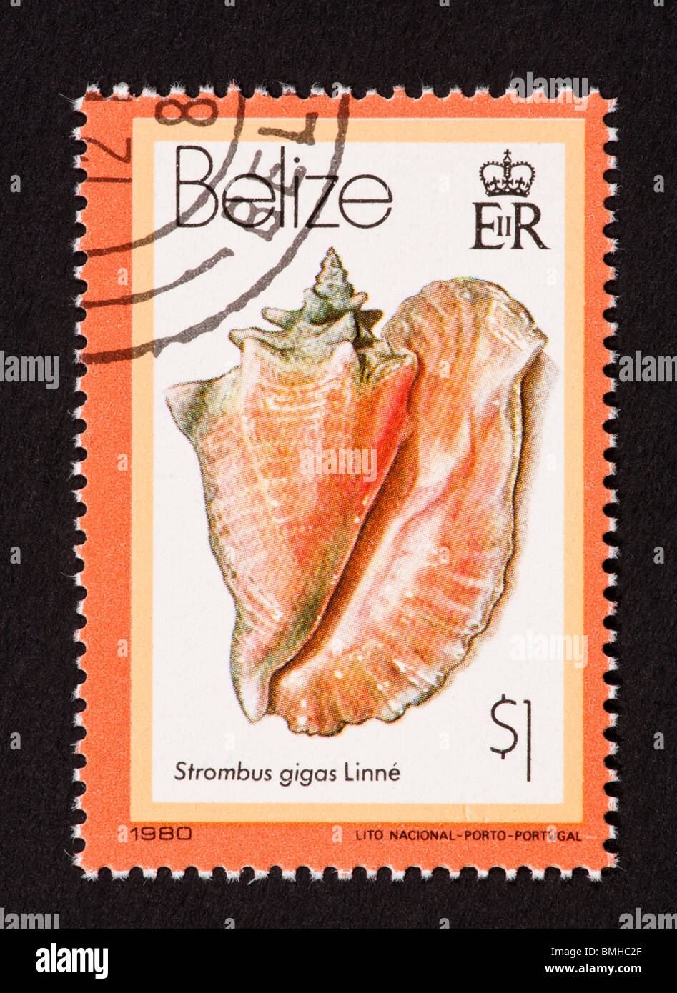 Postage stamp from Belize depicting a seashell (Strombus gigas Stock ...