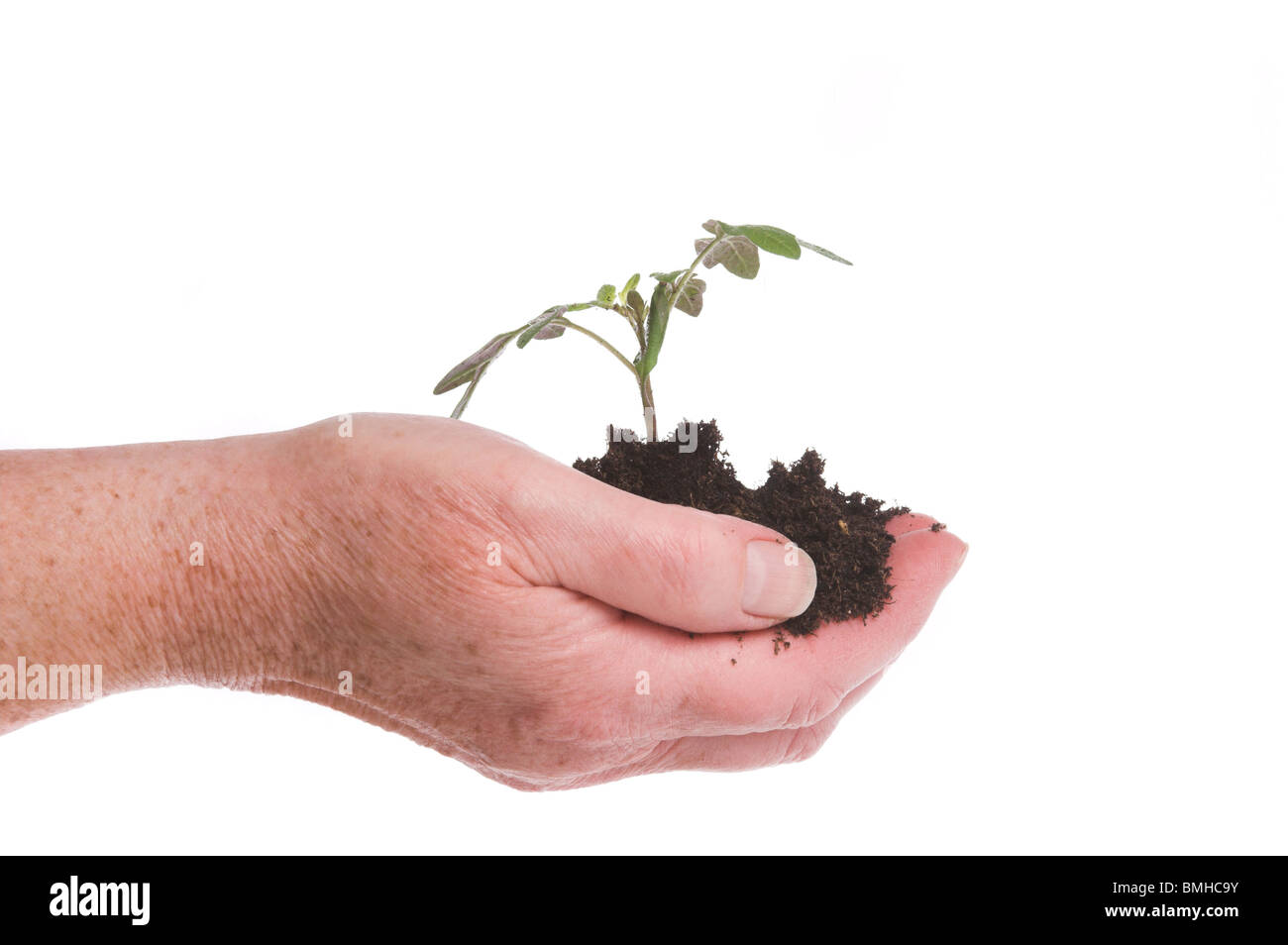 Hand holding a seedling Stock Photo - Alamy