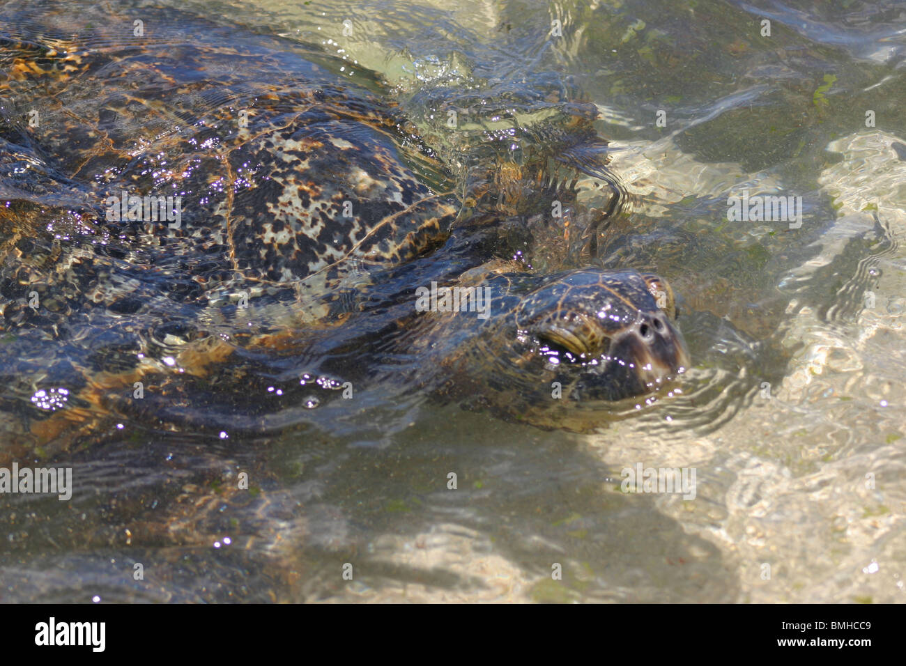 Endangered green sea turtle Stock Photo - Alamy