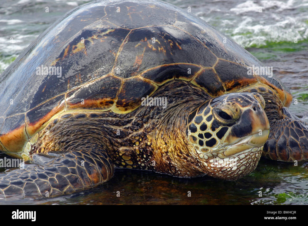 Endangered green sea turtle Stock Photo - Alamy